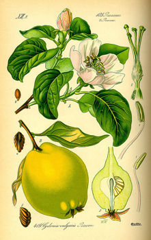 Food as Medicine: Quince