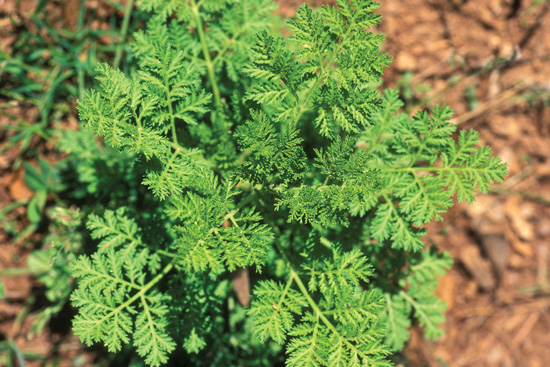 “Silver Bullet” Drugs vs. Traditional Herbal Remedies: Perspectives on ...