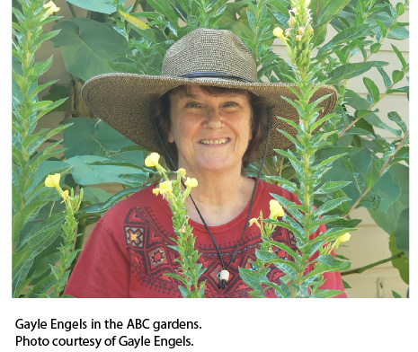 ABC’s Gayle Engels to Receive Inaugural Award for Excellence in Herbal ...