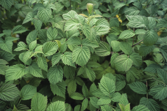 Food as Medicine: Raspberry (Rubus idaeus, Rosaceae)