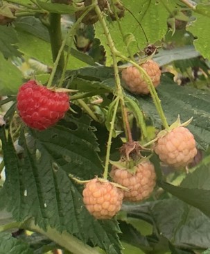 Food as Medicine: Raspberry (Rubus idaeus, Rosaceae)