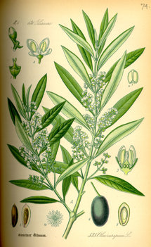 Food as Medicine: Olive Leaf